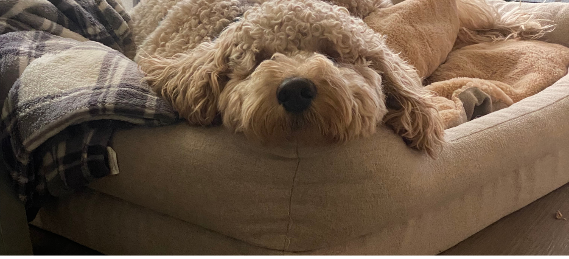 Top 9 Dog Beds For Small Breeds Comfort And Style Combined Sir Archer s