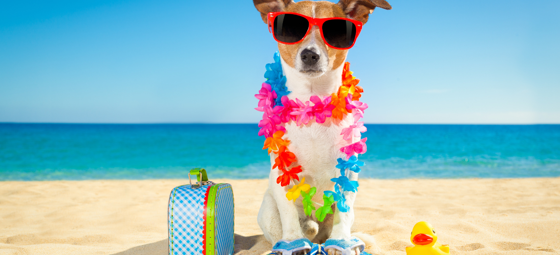8 Ways to Keep Your Dog Cool this Summer | Sir Archer's